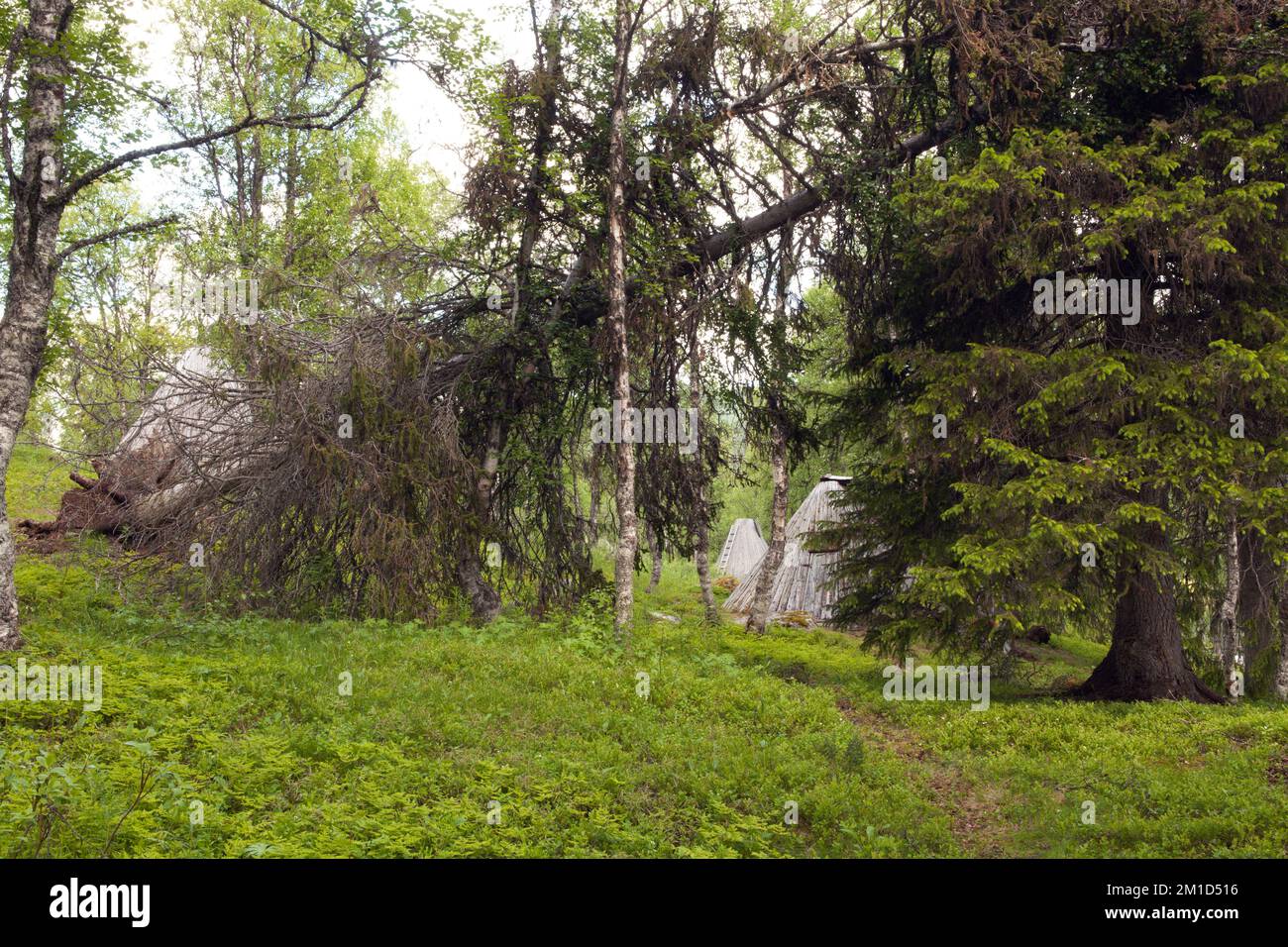 A fallen tree on this side a group traditional wooden building. Trees ...