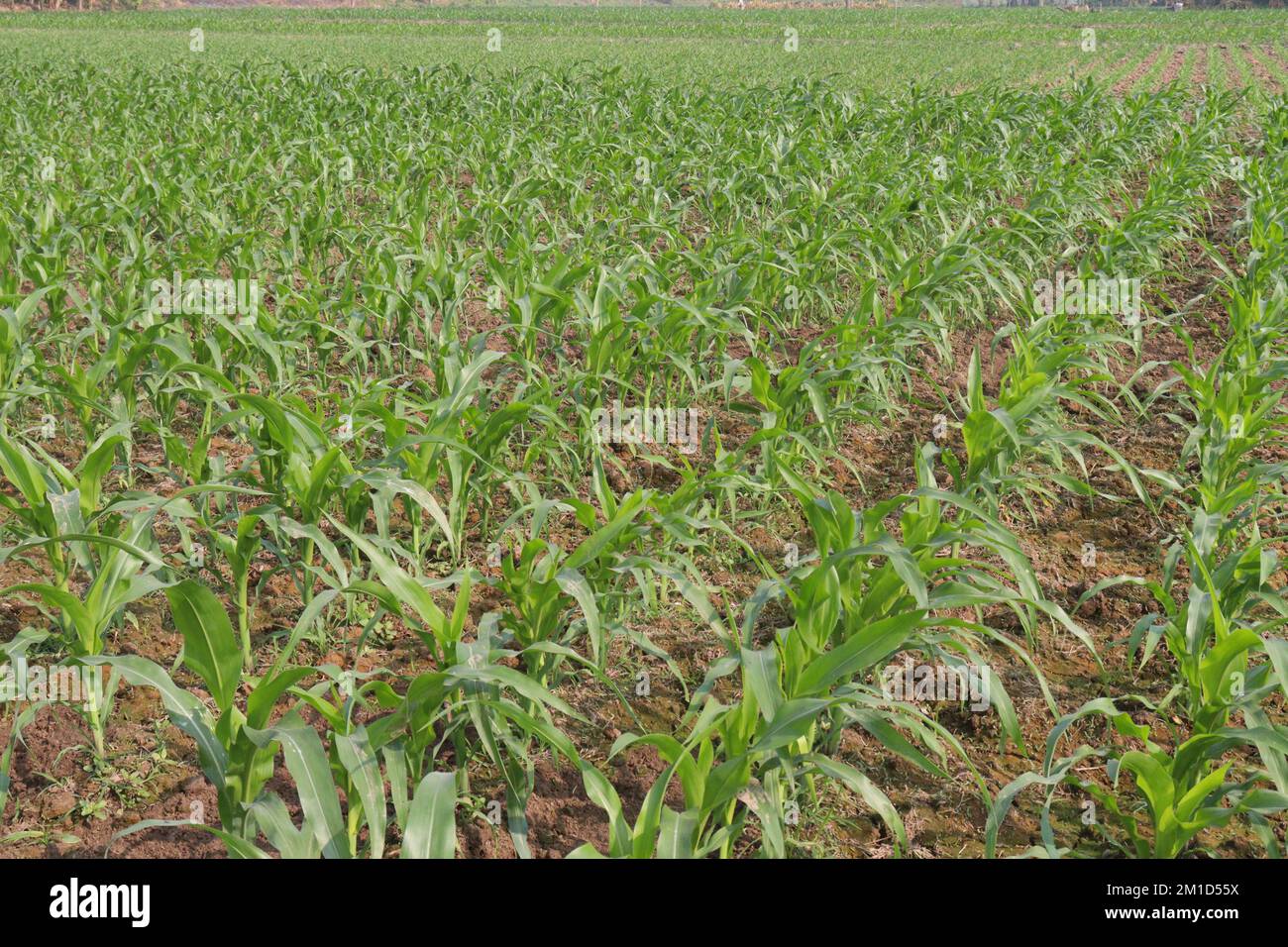 green colored maize farm on field for harvest Stock Photo - Alamy