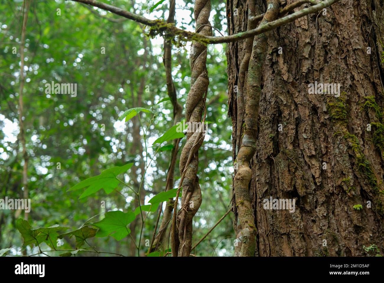 Tropical forests on the northern mountains of Thailand. Trees and ...