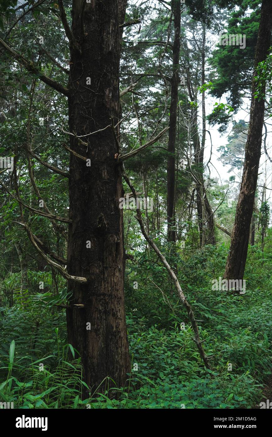 Tropical forests on the northern mountains of Thailand. Trees and ...