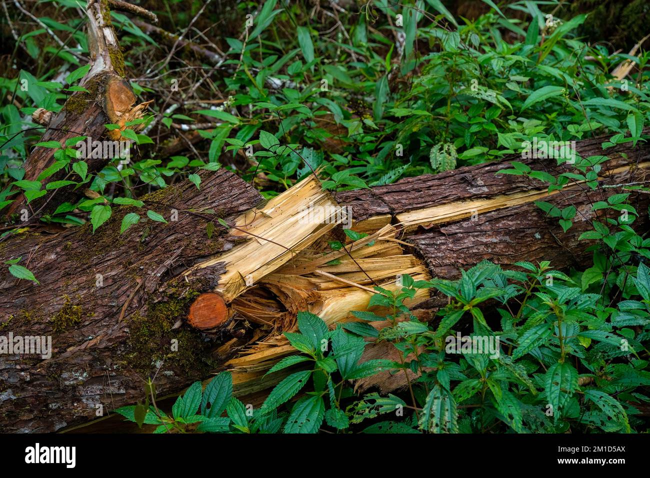 Rotten in the middle hi-res stock photography and images - Alamy