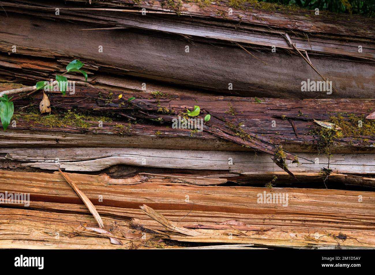 Rotting wood texture hi-res stock photography and images - Alamy