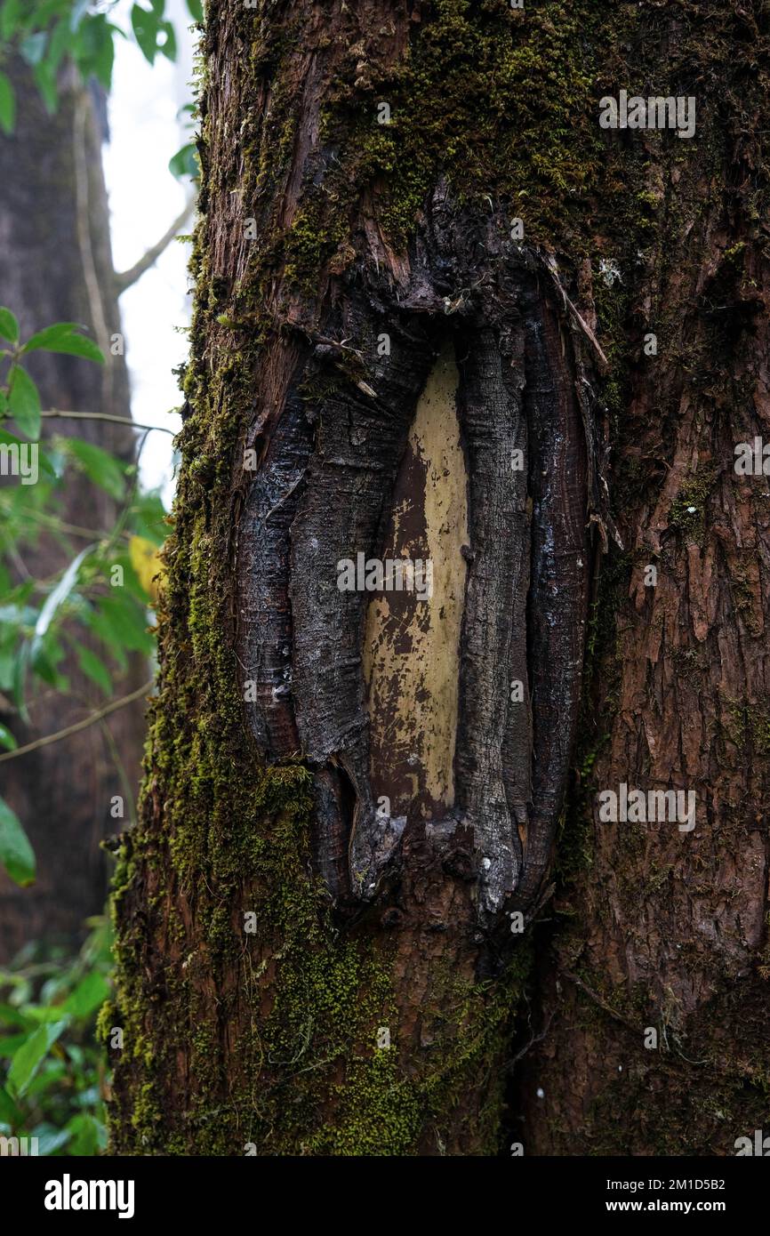 Rotted tree hi-res stock photography and images - Alamy
