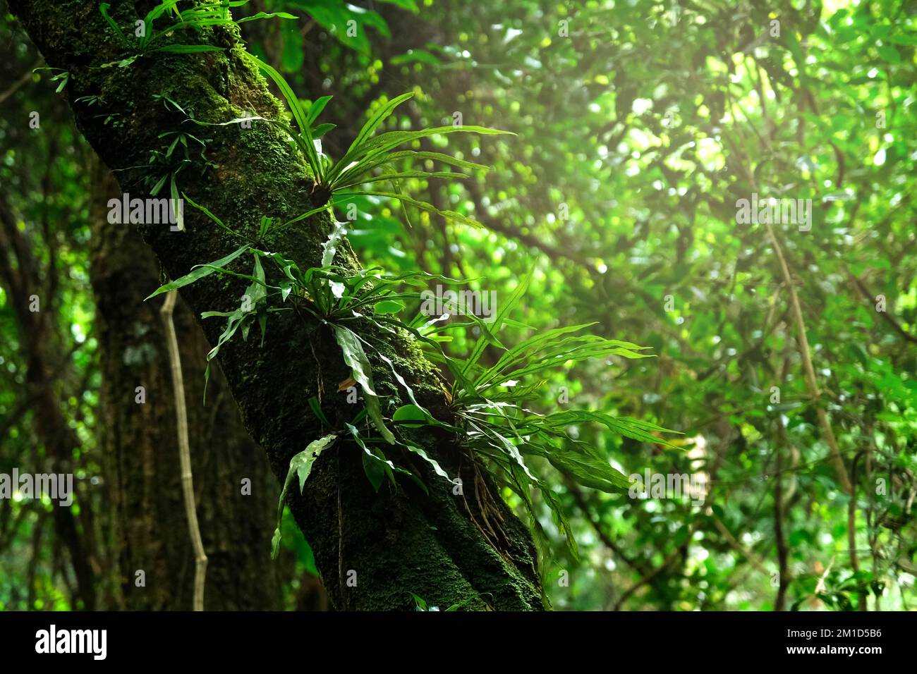 Tropical forests on the northern mountains of Thailand. Trees and ...