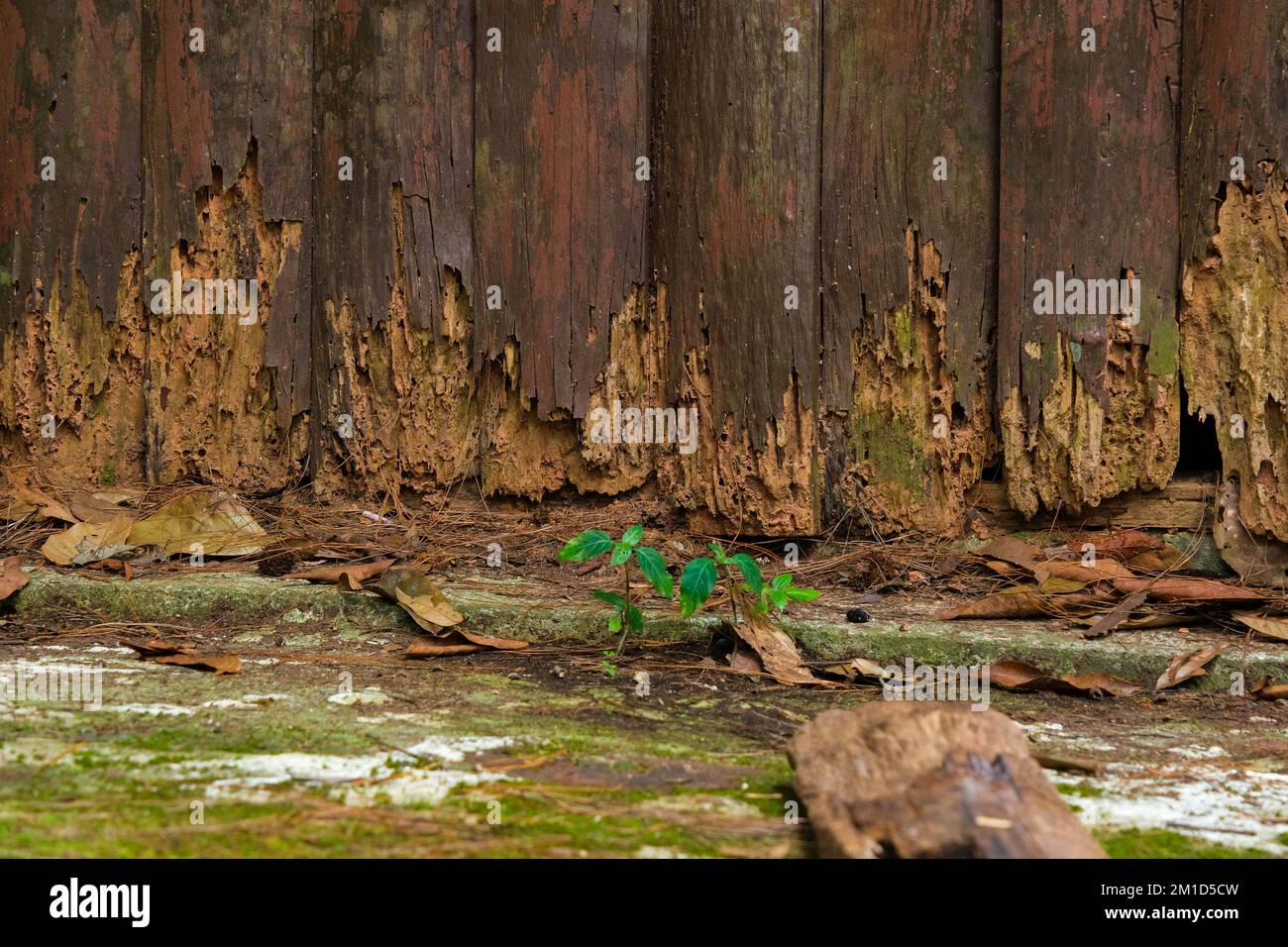 Old wet rotten tainted wood texture with some moss. Natural rotten wood ...