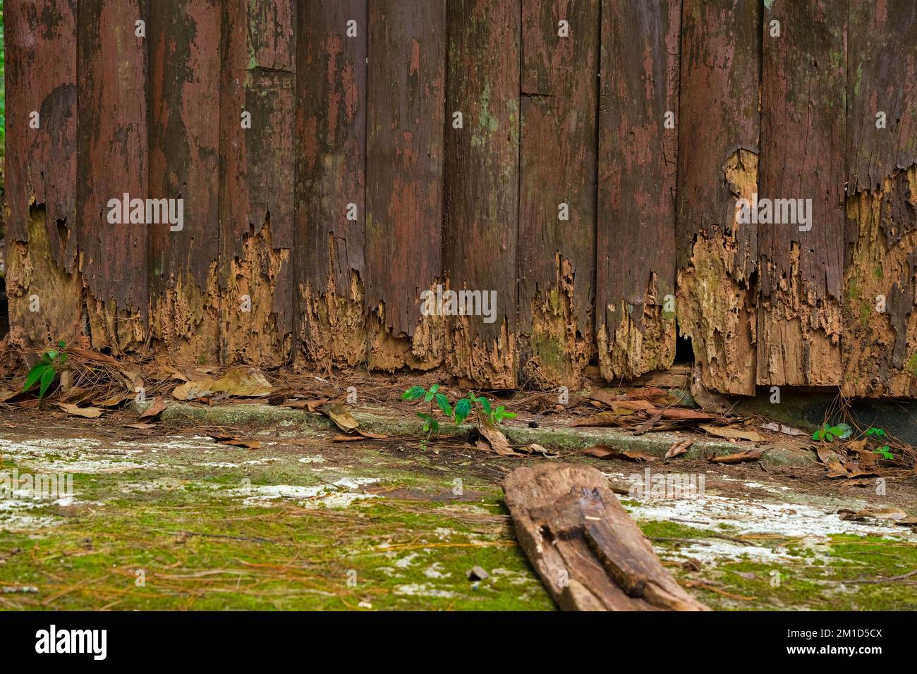 Old wet rotten tainted wood texture with some moss. Natural rotten wood ...