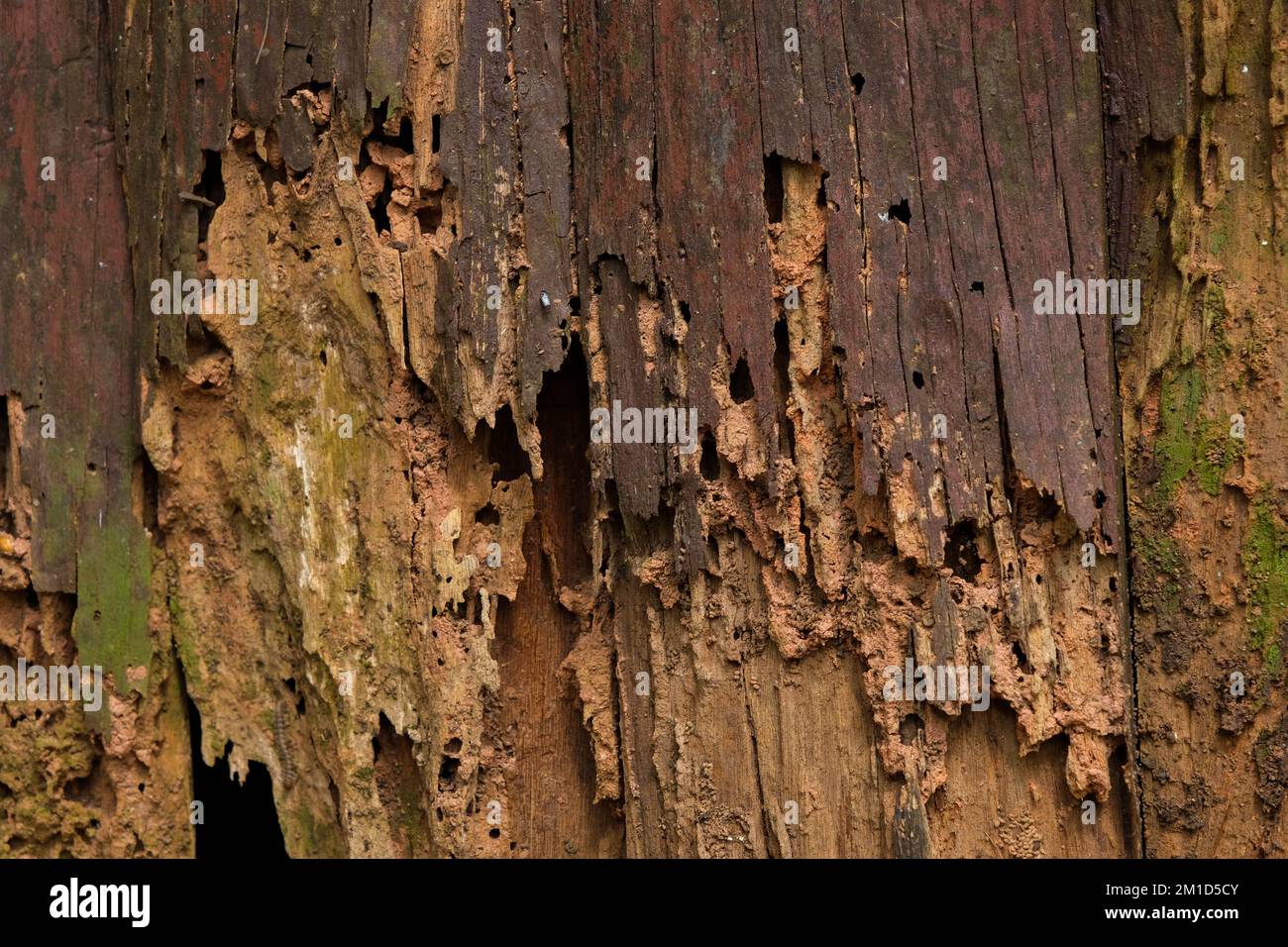 Old wet rotten tainted wood texture with some moss. Natural rotten wood ...