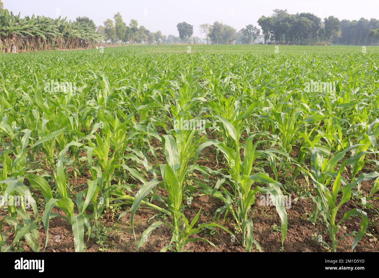 green colored maize farm on field for harvest Stock Photo - Alamy