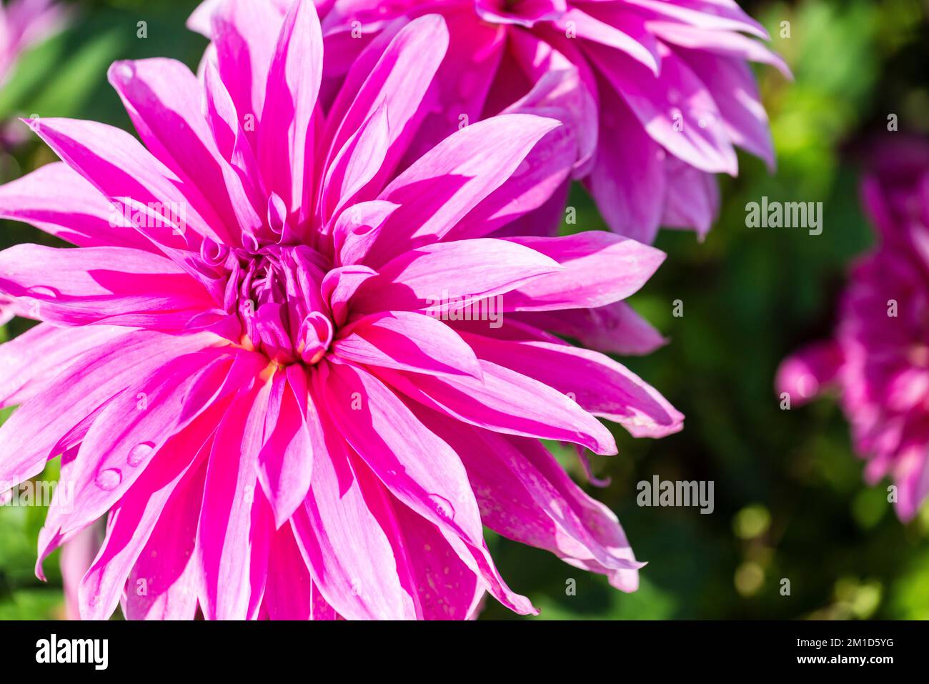 The blossom of a dahlia named "Rosa Babylon Stock Photo - Alamy
