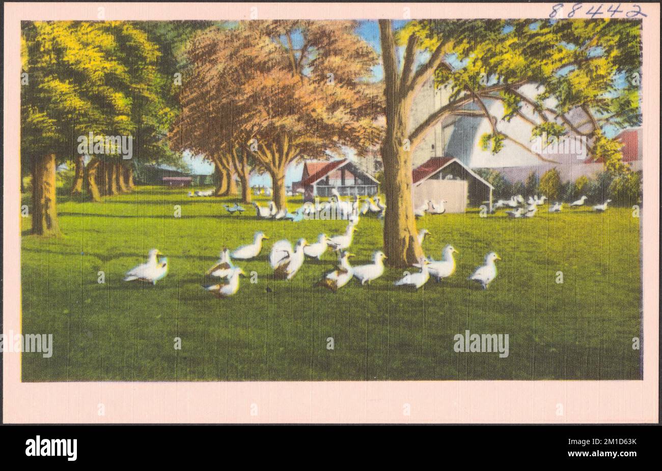 Ducks gathered around a tree , Ducks, Trees, Tichnor Brothers ...