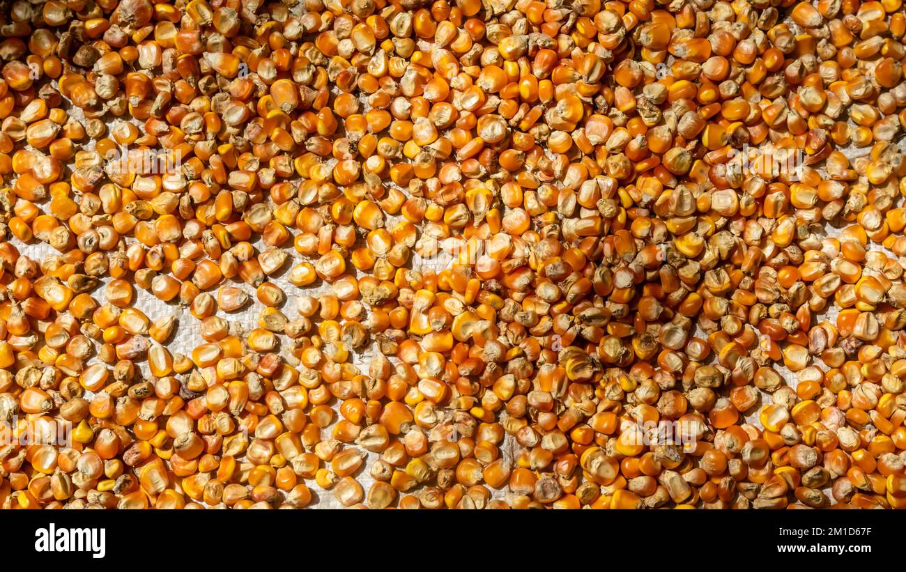 pile of corn kernels as background Stock Photo - Alamy