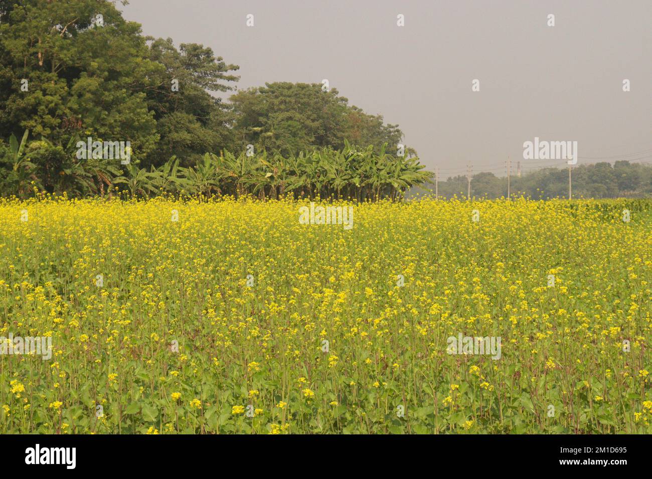 mustard flower on farm for harvest Stock Photo - Alamy