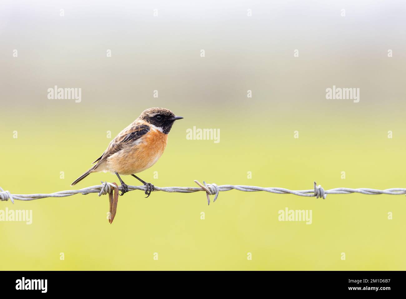 Male Stonechat [ Saxicola rubicola] on barbed wire fence with out of ...