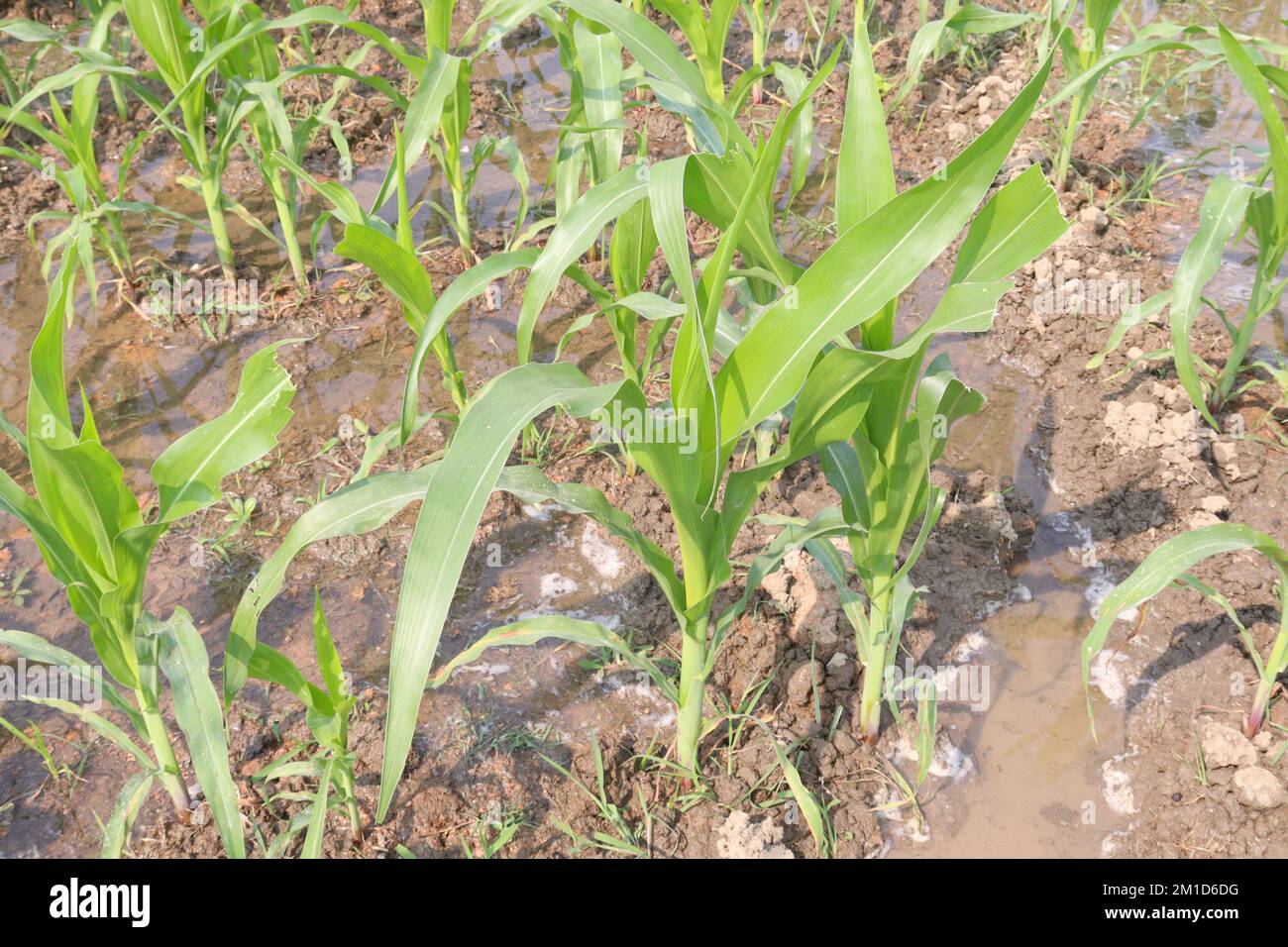 green colored maize farm on field for harvest Stock Photo - Alamy