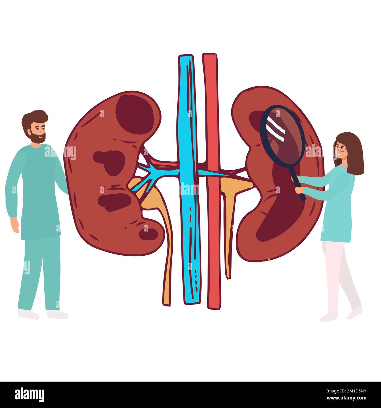 Doctors studying kidneys of donor at clinic. Medical persons checking ...