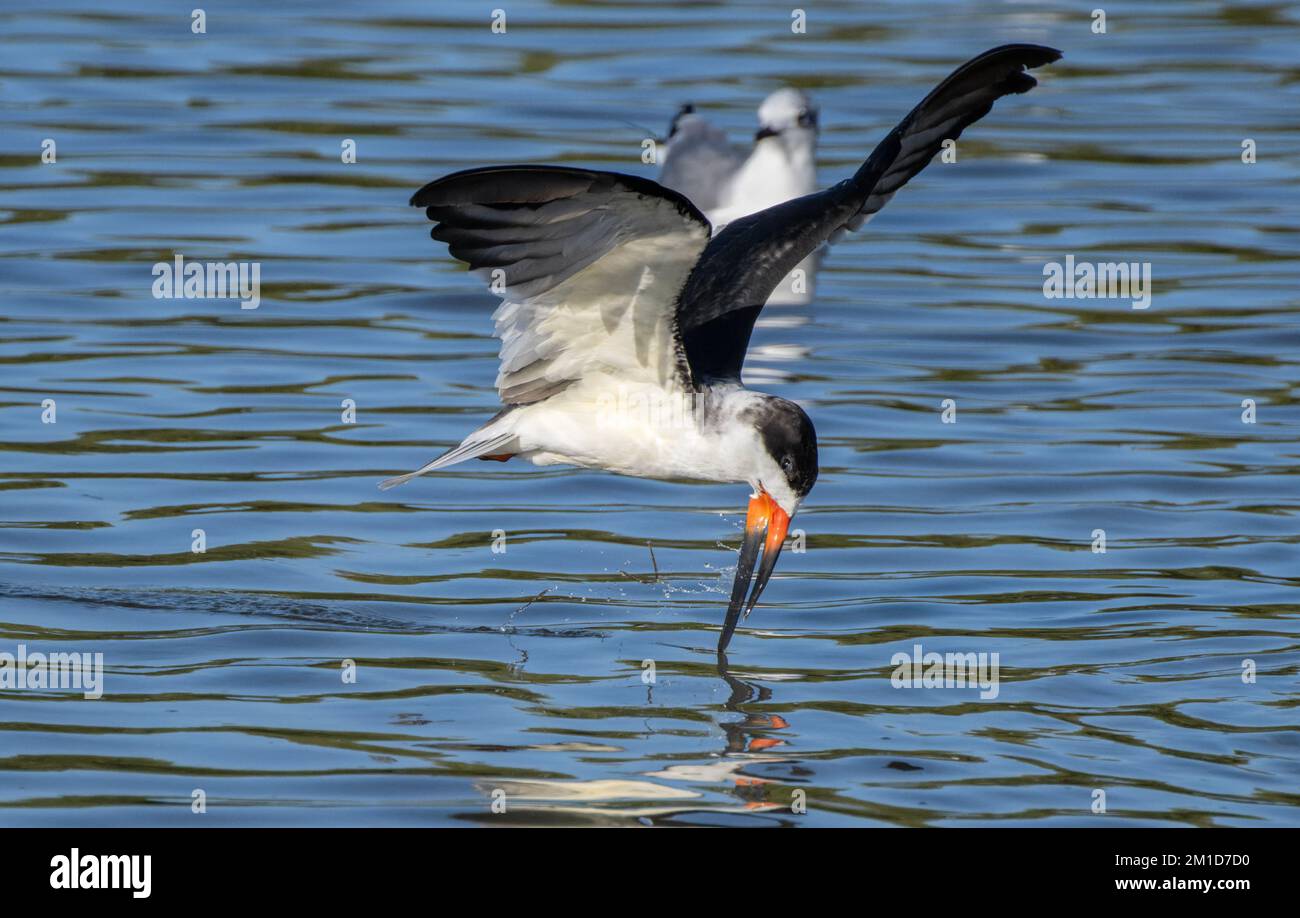 Black Skimmer, Rynchops niger, in flight, stopping for prey, in feeding ...