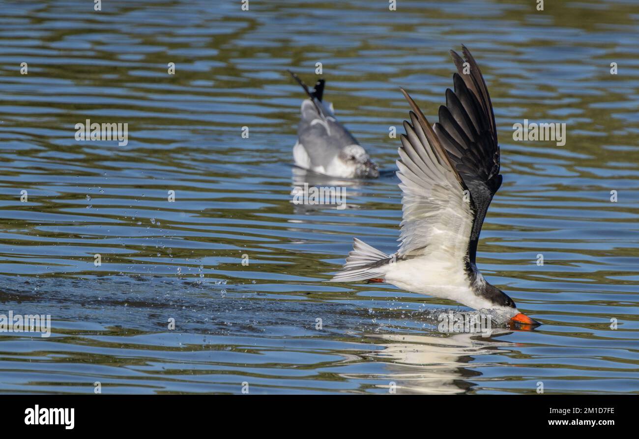 Black Skimmer, Rynchops niger, in flight, feeding in a shallow ...