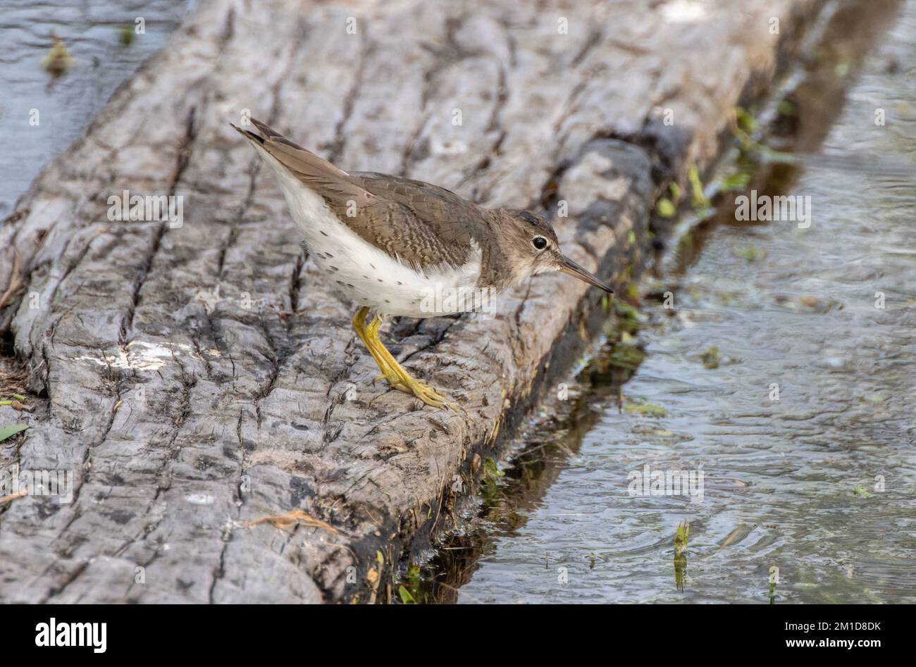 Spotted sandpiper, Actitis macularius in winter plumage, feeding in ...