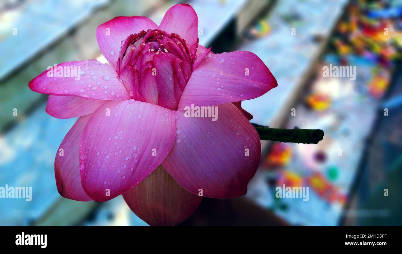 A close-up of a Nut-bearing lotus (Nelumbo nucifera) flower on a ...