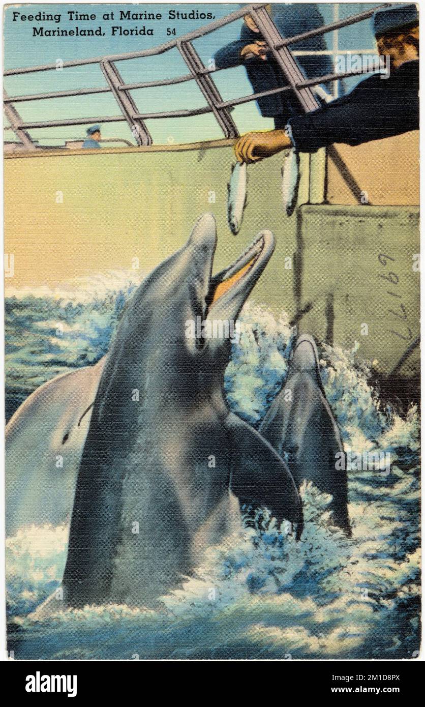Feeding time at Marine Studios, Marineland, Florida , Sports ...