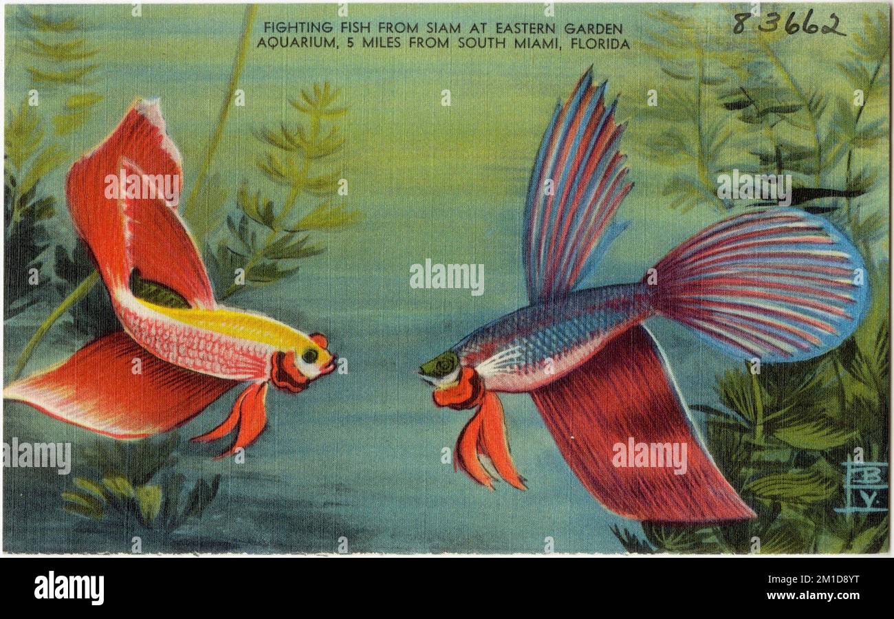 Fighting fish from Siam at eastern garden aquarium, 5 miles from South ...