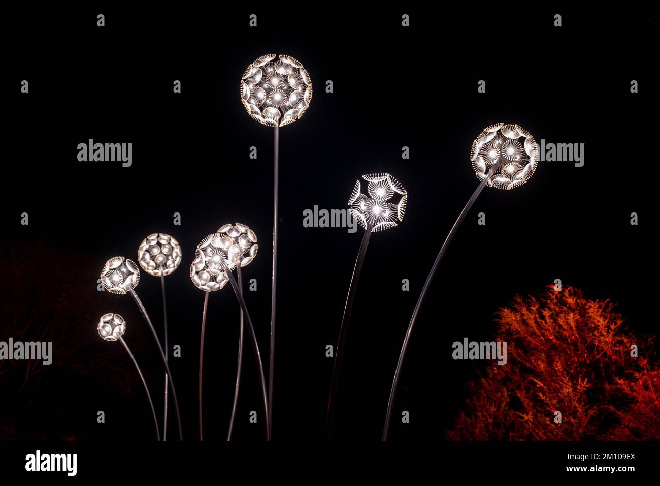 Illuminated Dandelion heads on the Waddesdon Manor Christmas winter ...