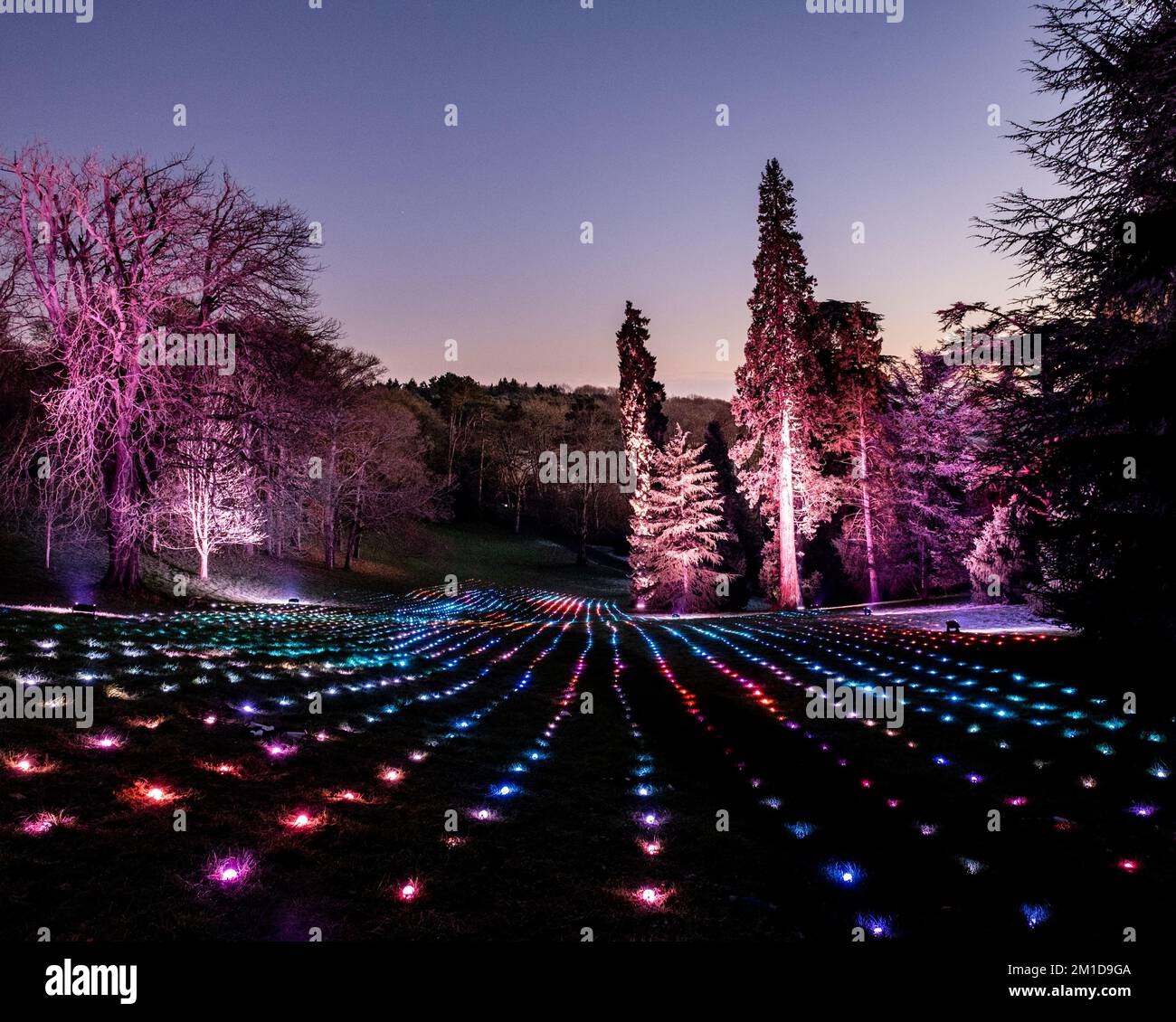 Daffodil valley at Waddesdon Manor Christmas winter lights trail ...