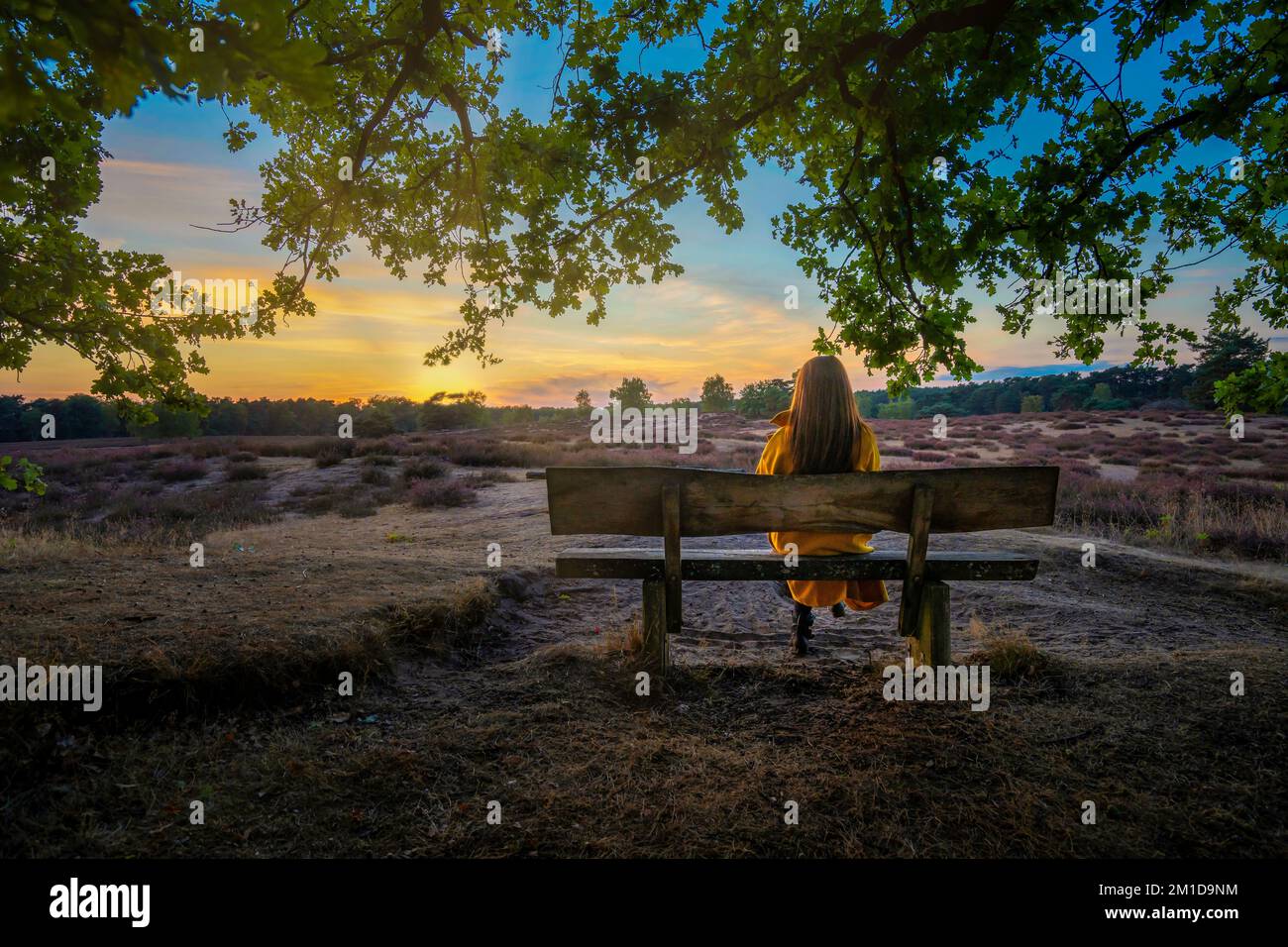 A back view of female sitting on wooden bench in park during sunset ...