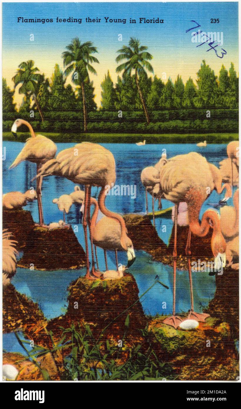 Flamingos feeding their young in Florida , Tichnor Brothers Collection ...