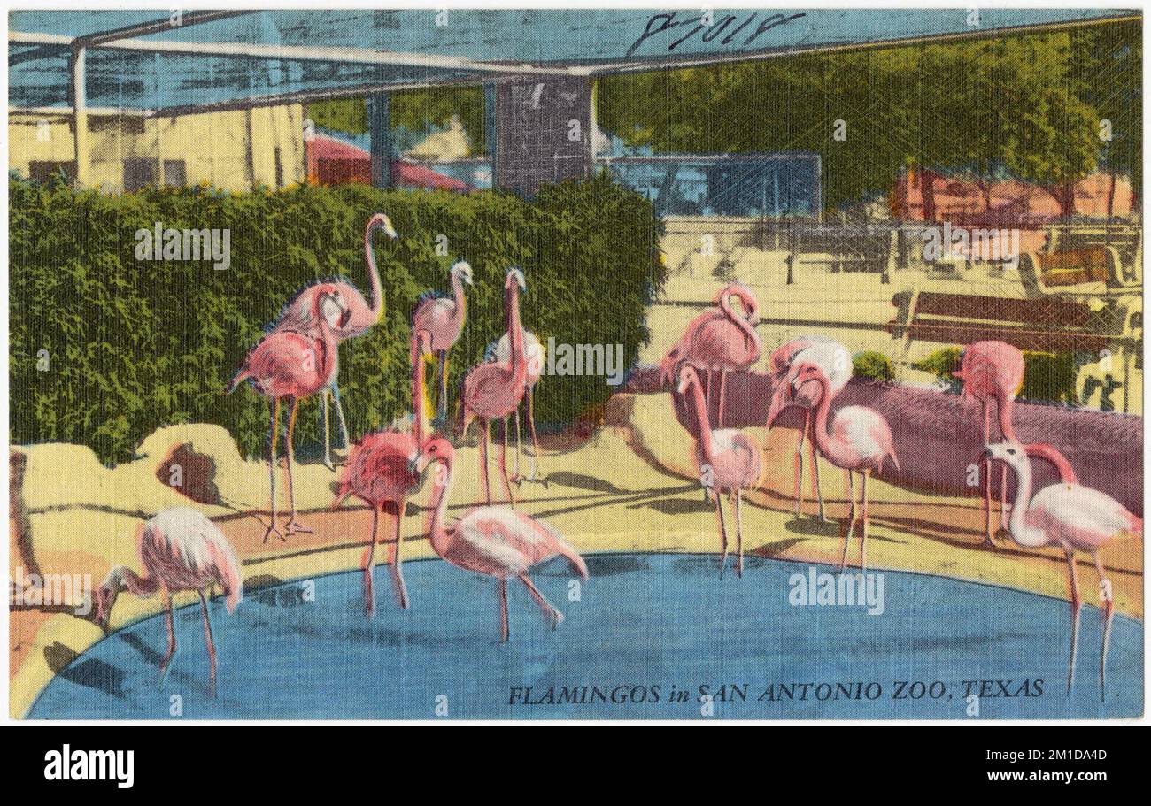Flamingos in San Antonio Zoo, Texas , Tichnor Brothers Collection ...