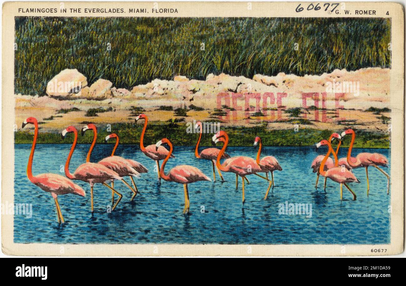 Florida everglades history hi-res stock photography and images - Alamy