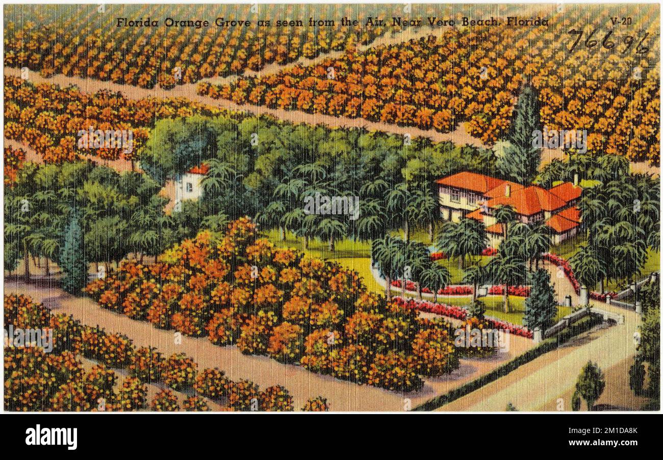 Orange Grove Painting