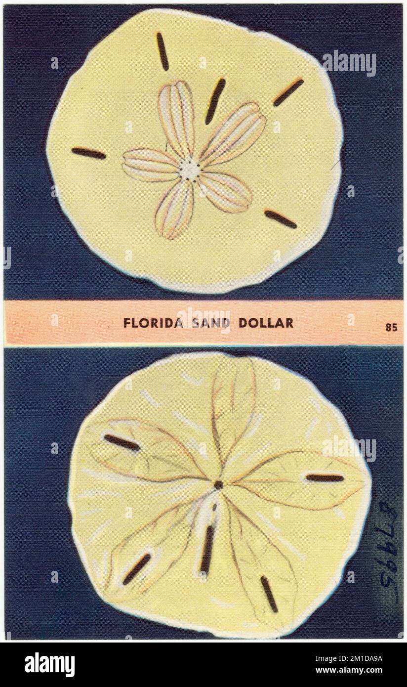 Florida sand dollar , Tichnor Brothers Collection, postcards of the ...