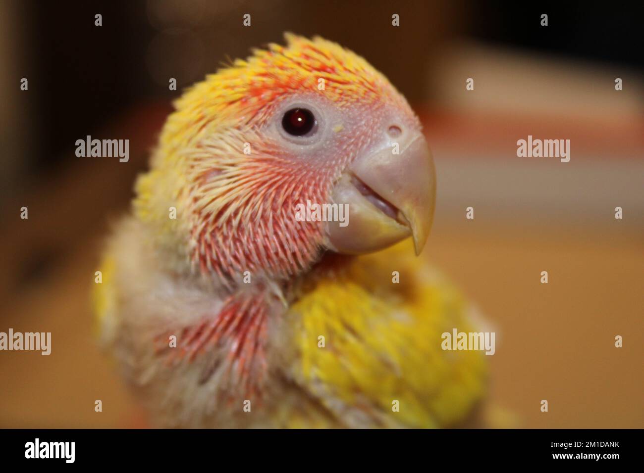 Lovebirds, Agapornis roseicollis, Parrots, Pappagalli Stock Photo - Alamy