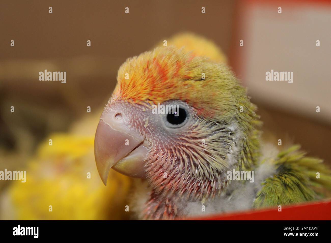 Lovebirds, Agapornis roseicollis, Parrots, Pappagalli Stock Photo - Alamy