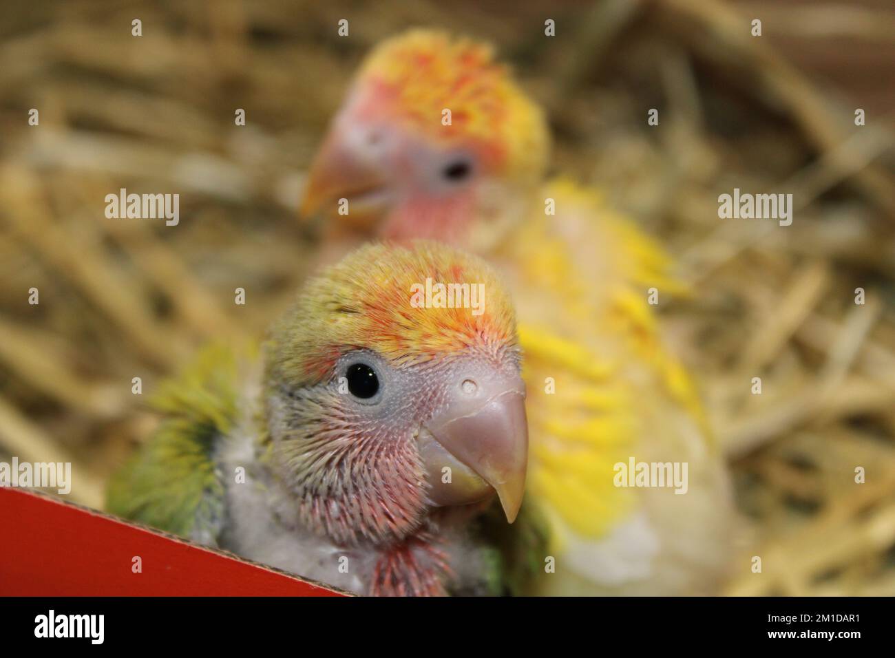Lovebirds, Agapornis roseicollis, Parrots, Pappagalli Stock Photo - Alamy