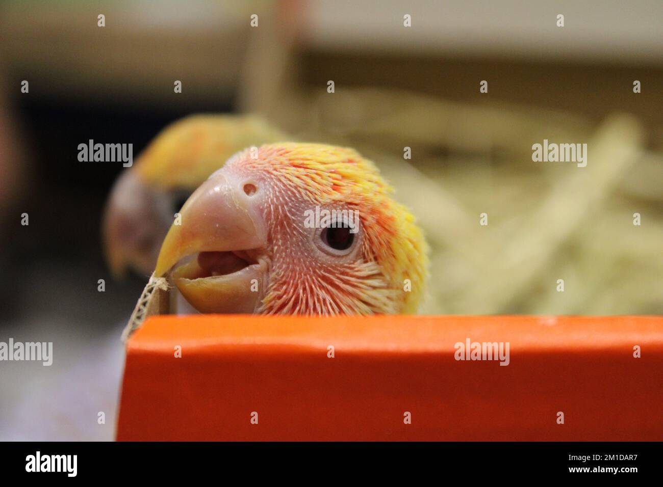 Lovebirds, Agapornis roseicollis, Parrots, Pappagalli Stock Photo - Alamy