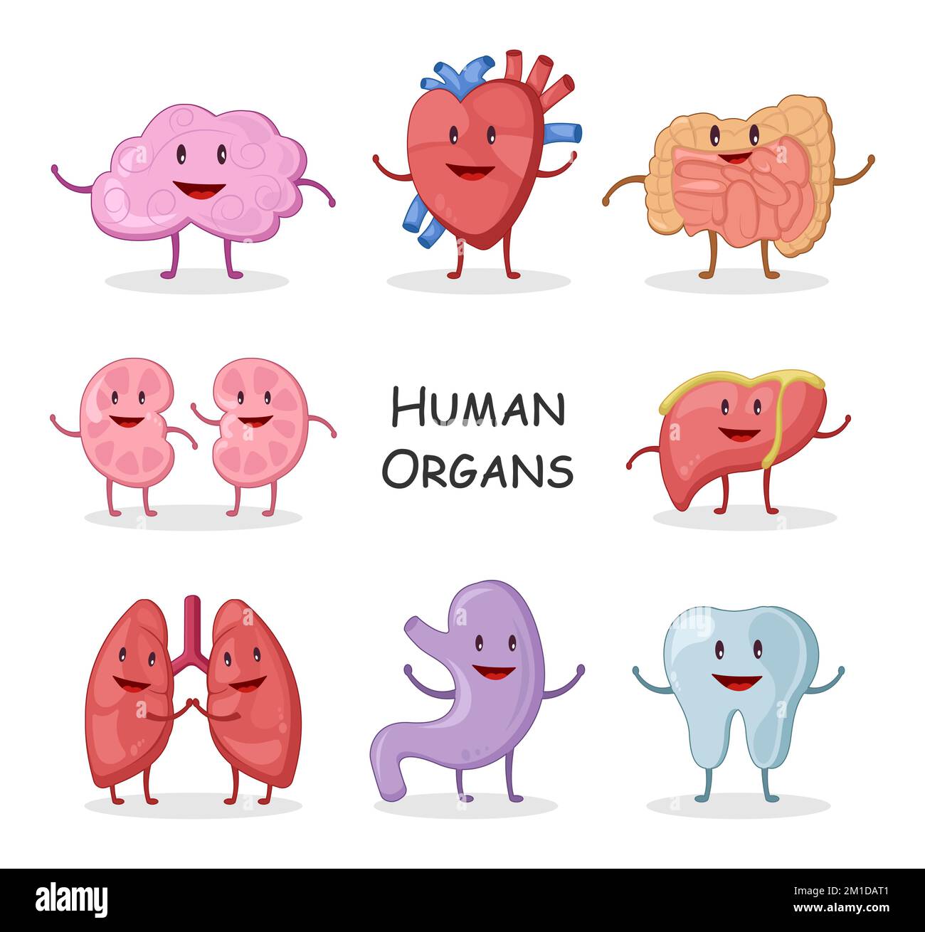 Human organs collection . Cartoon character design . Brain Heart ...