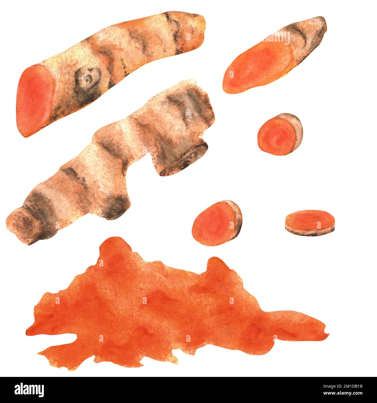 Curcuma drawing hi-res stock photography and images - Alamy