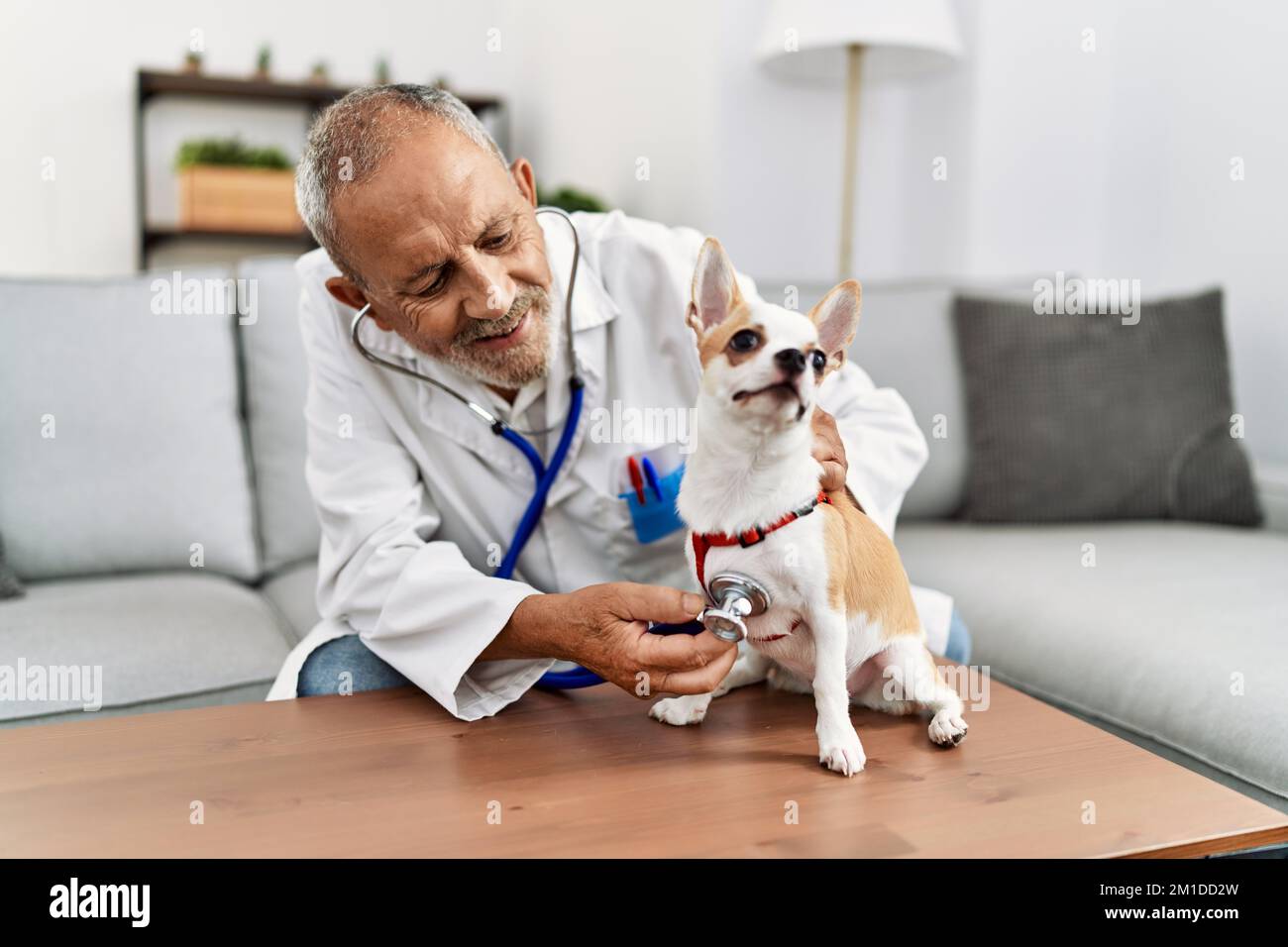 Senior grey-haired man wearing veterinarian uniform examining chihuahua ...