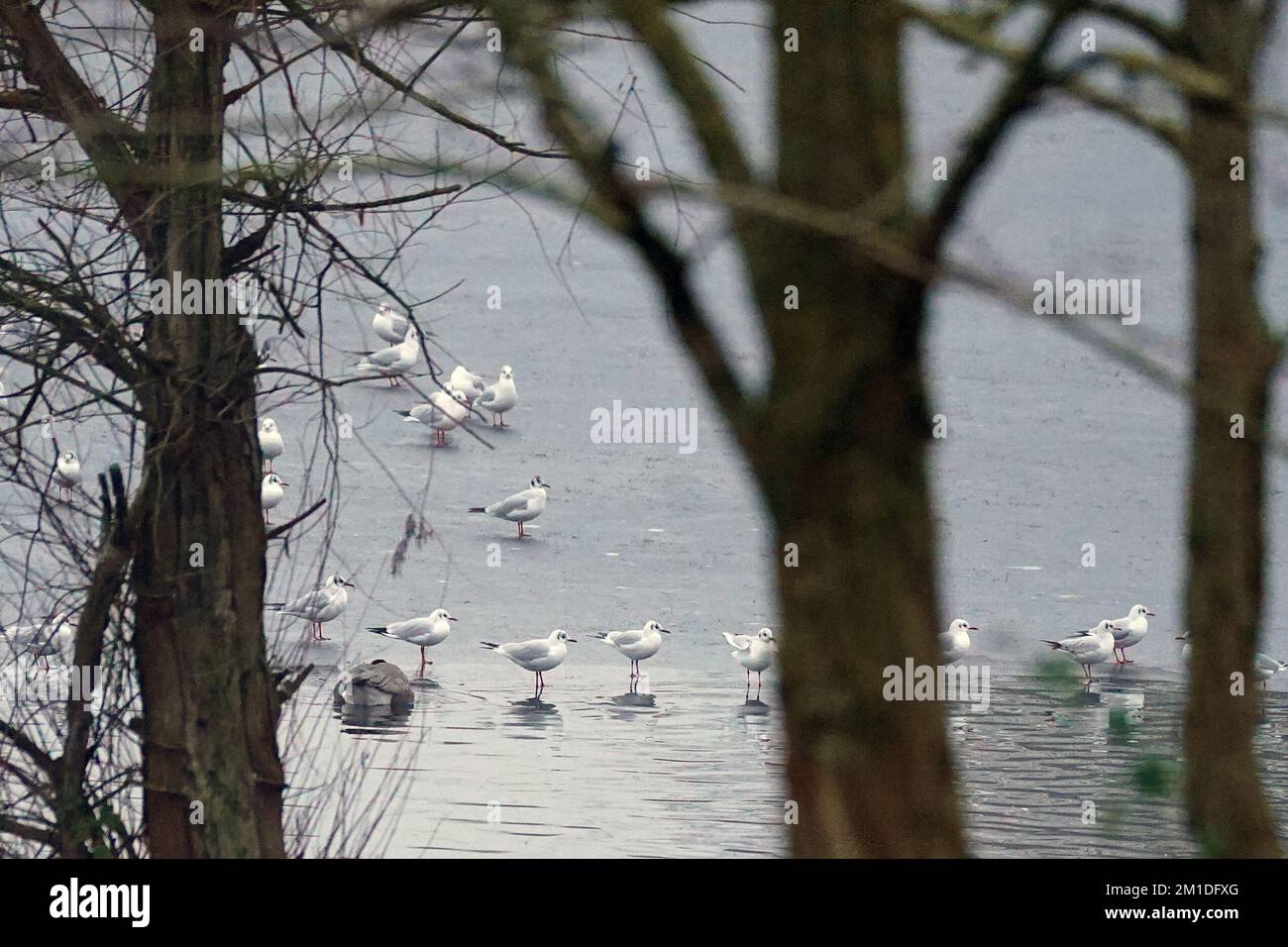 The scene in Babbs Mill Park in Kingshurst, Solihull. Four children are ...