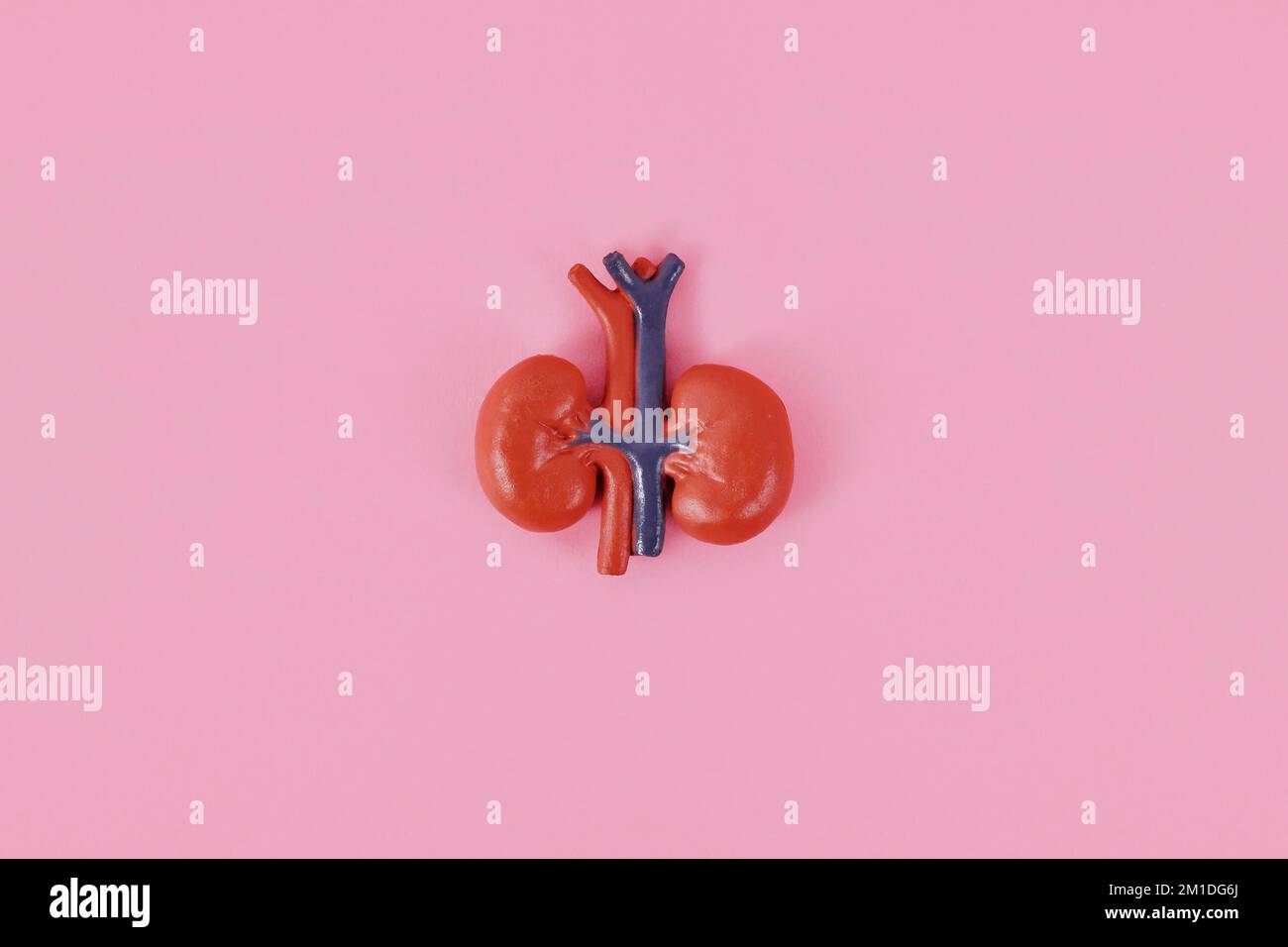 Human kidney organ model on pink background Stock Photo - Alamy