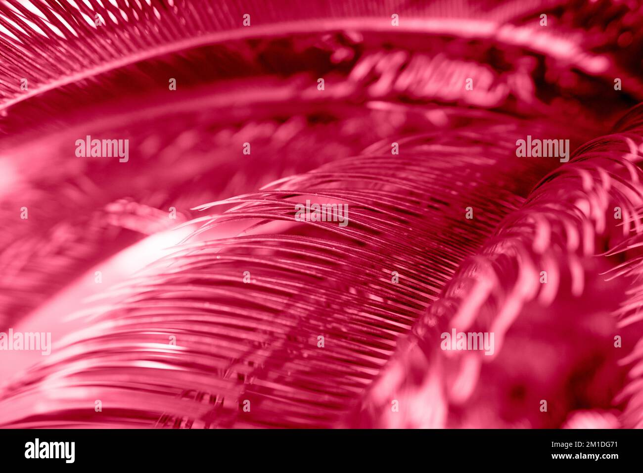 The close-up sheet in color is Viva Magenta. Natural background ...