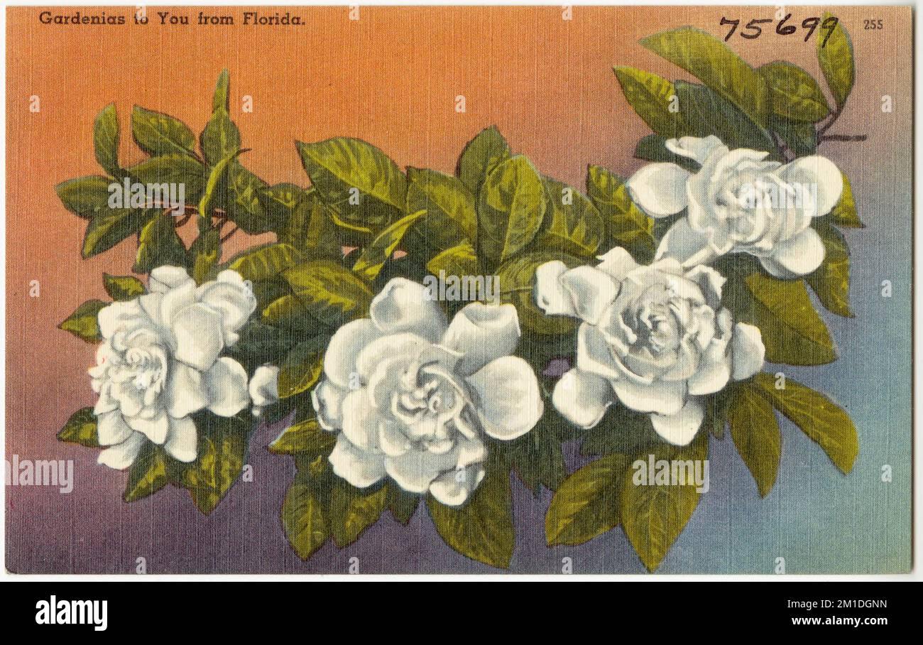 Gardenias to you from Florida , Tichnor Brothers Collection, postcards ...
