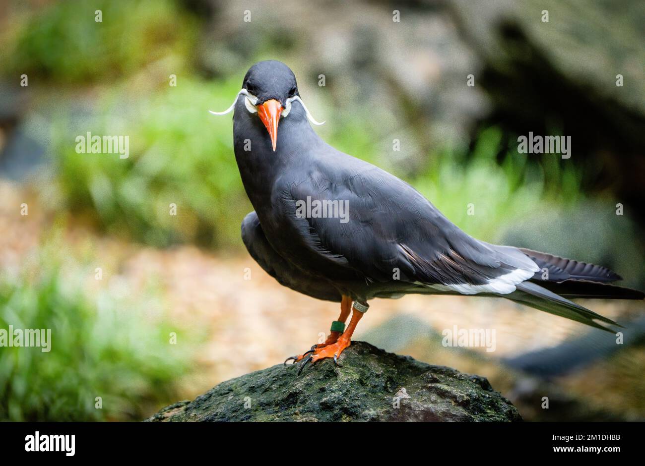 A close-up of a black Inca tern (Larosterna inca) bird resting in a ...