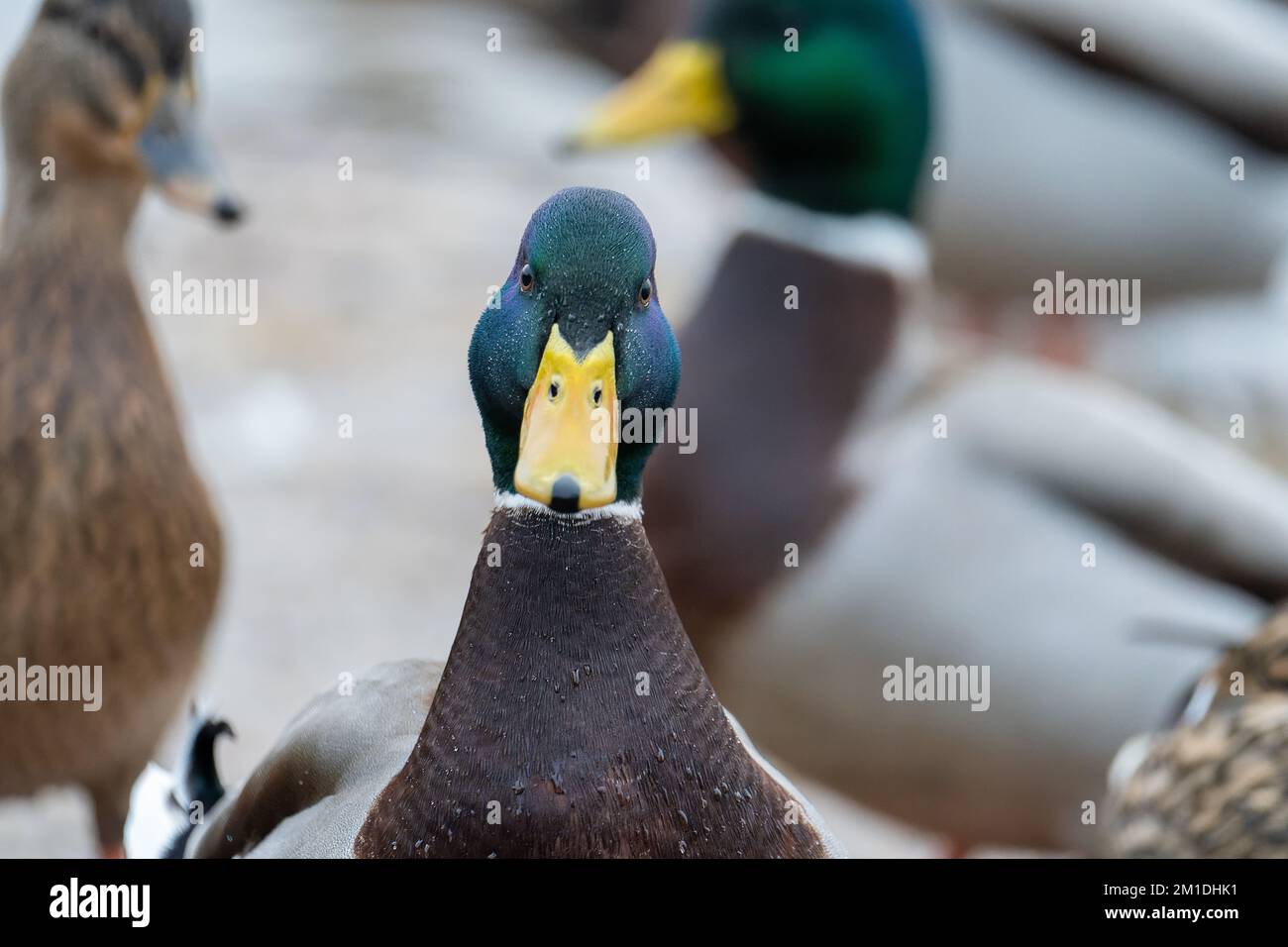 Male Mallard duck close up staring looking at camera face forward beak ...