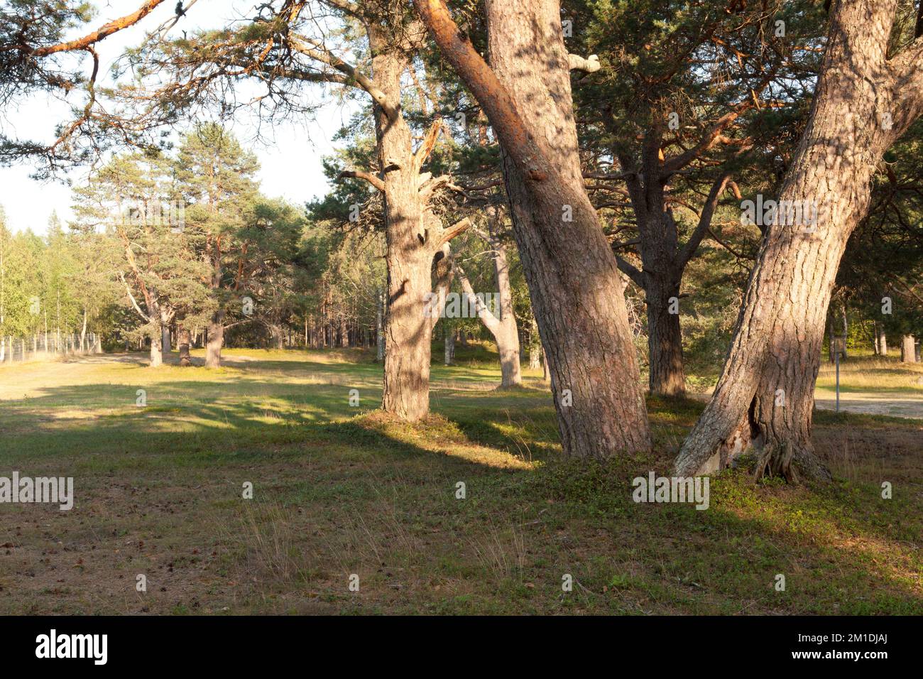 Grove of trees, pines in evening lit. Shadows on the ground Stock Photo ...