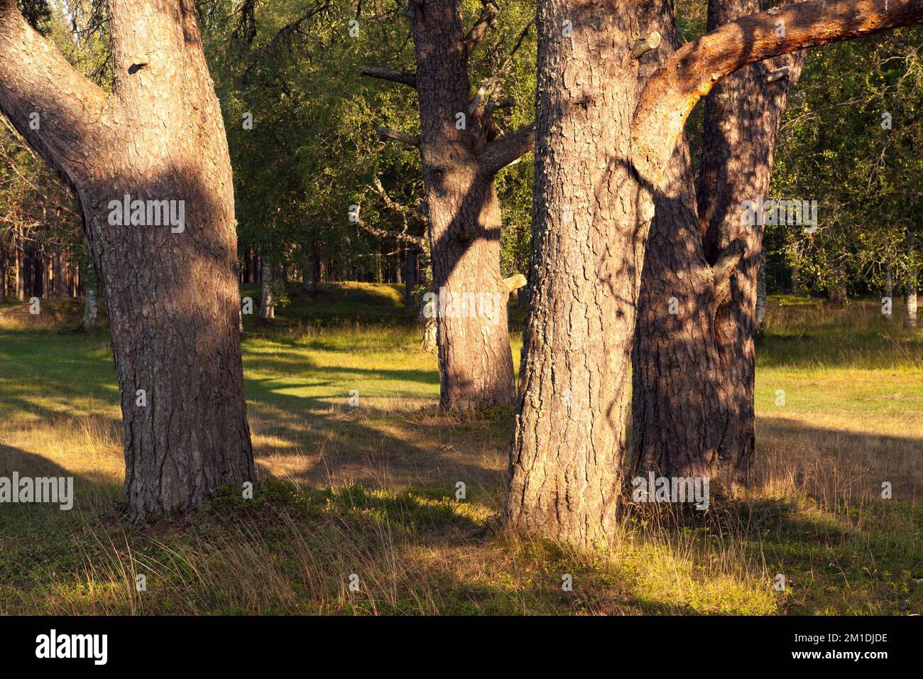 Grove of trees, pines in evening lit. Shadows on the ground Stock Photo ...