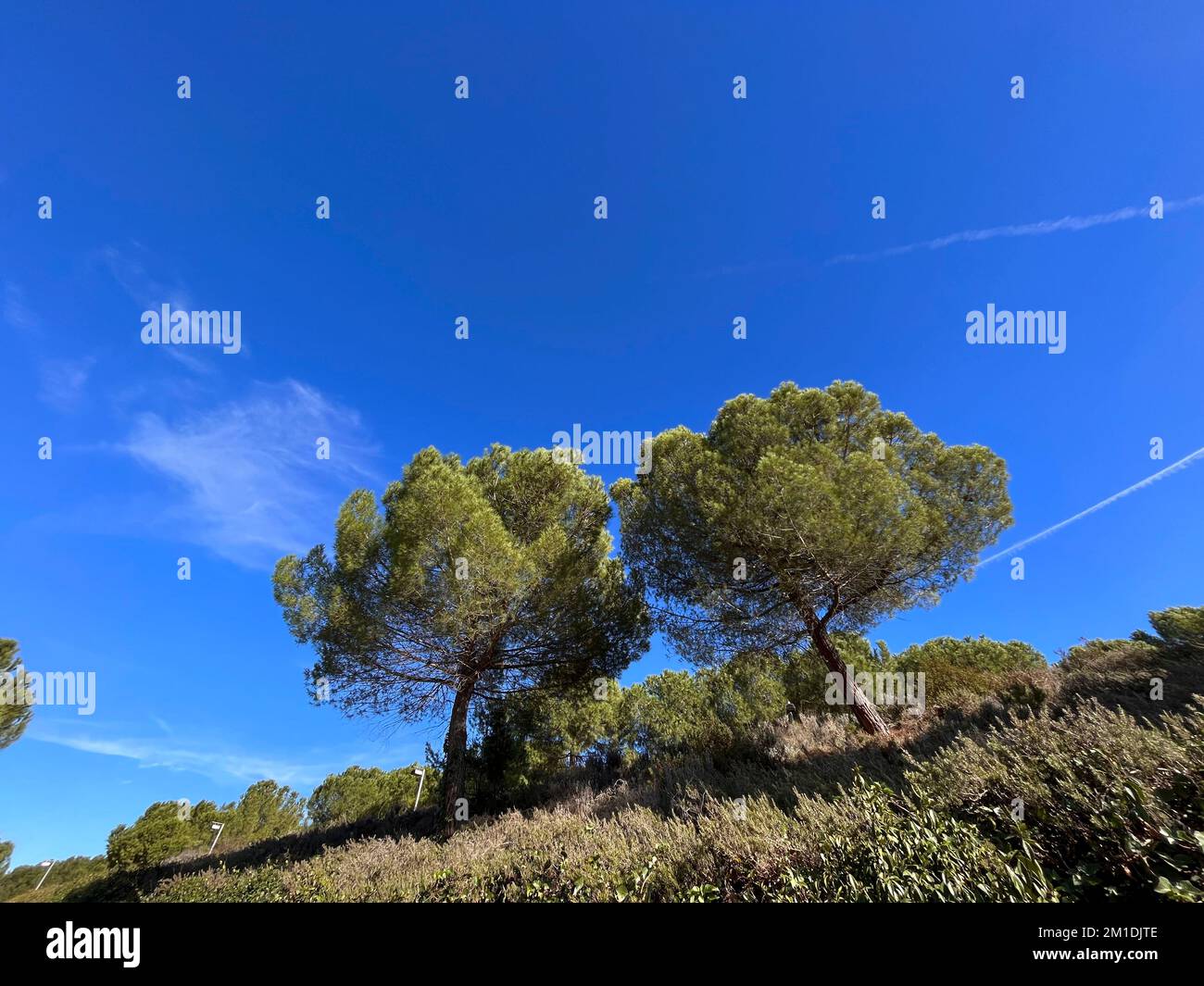 Urban park with pine trees in the city of Rubi in the province of ...