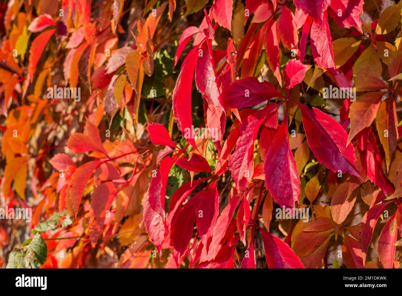Red and orange colored leaves are a sign of autumn Stock Photo - Alamy